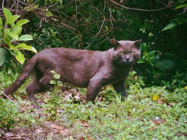 Meet Bagheera, the Elusive Miniature Panther – Crumpled Paper Cranes